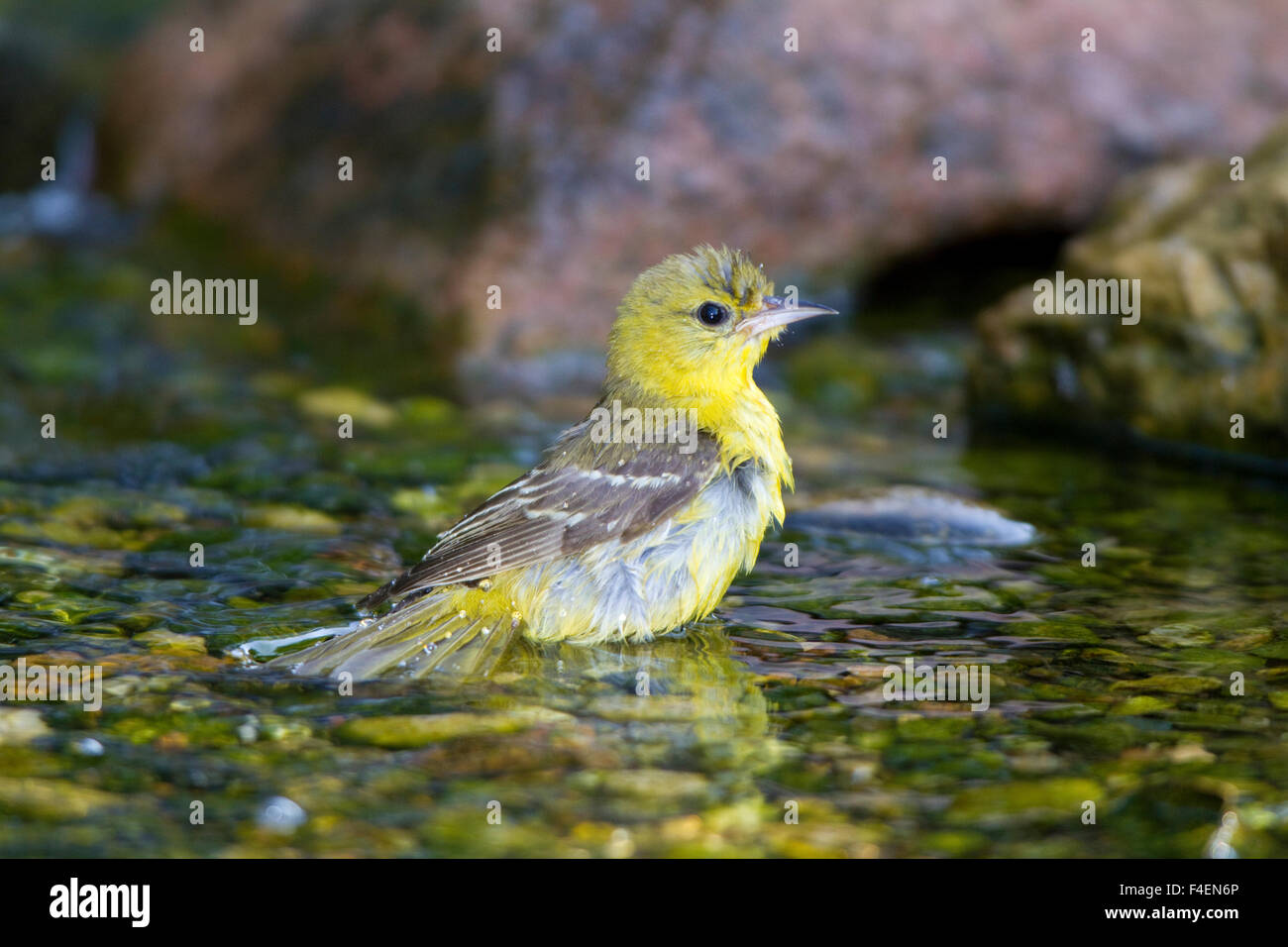 Orchard Oriole (Icterus spurius) female bathing, Marion Co., IL Stock ...