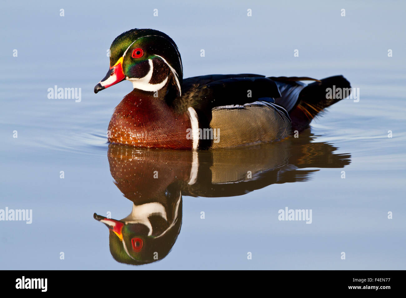 Aix sponsa nest hi-res stock photography and images - Alamy