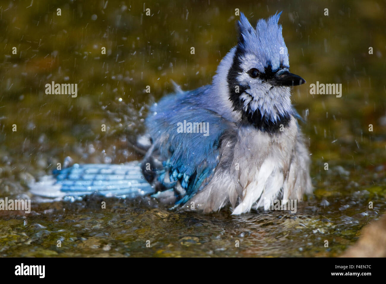 Blue Jay (Cyanocitta cristata) bathing, Marion Co. IL Stock Photo - Alamy