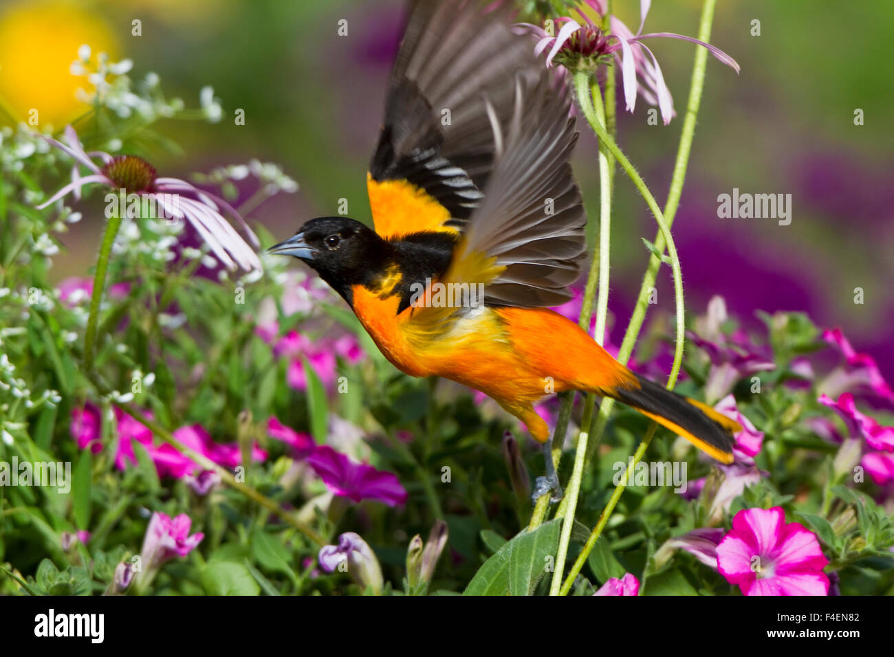 Oriole flying hi-res stock photography and images - Alamy