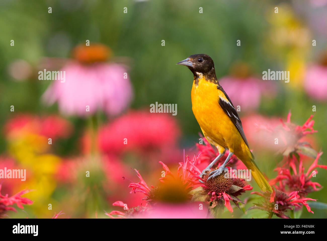 Male baltimore oriole on gardenview scarlet bee balm monarda in hi-res ...