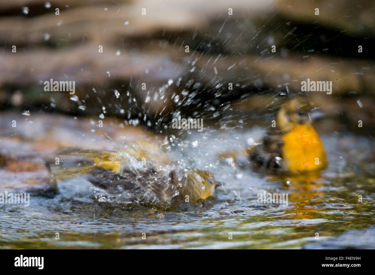 Baltimore Orioles (Icterus galbula) immature bathing, Marion, Illinois ...