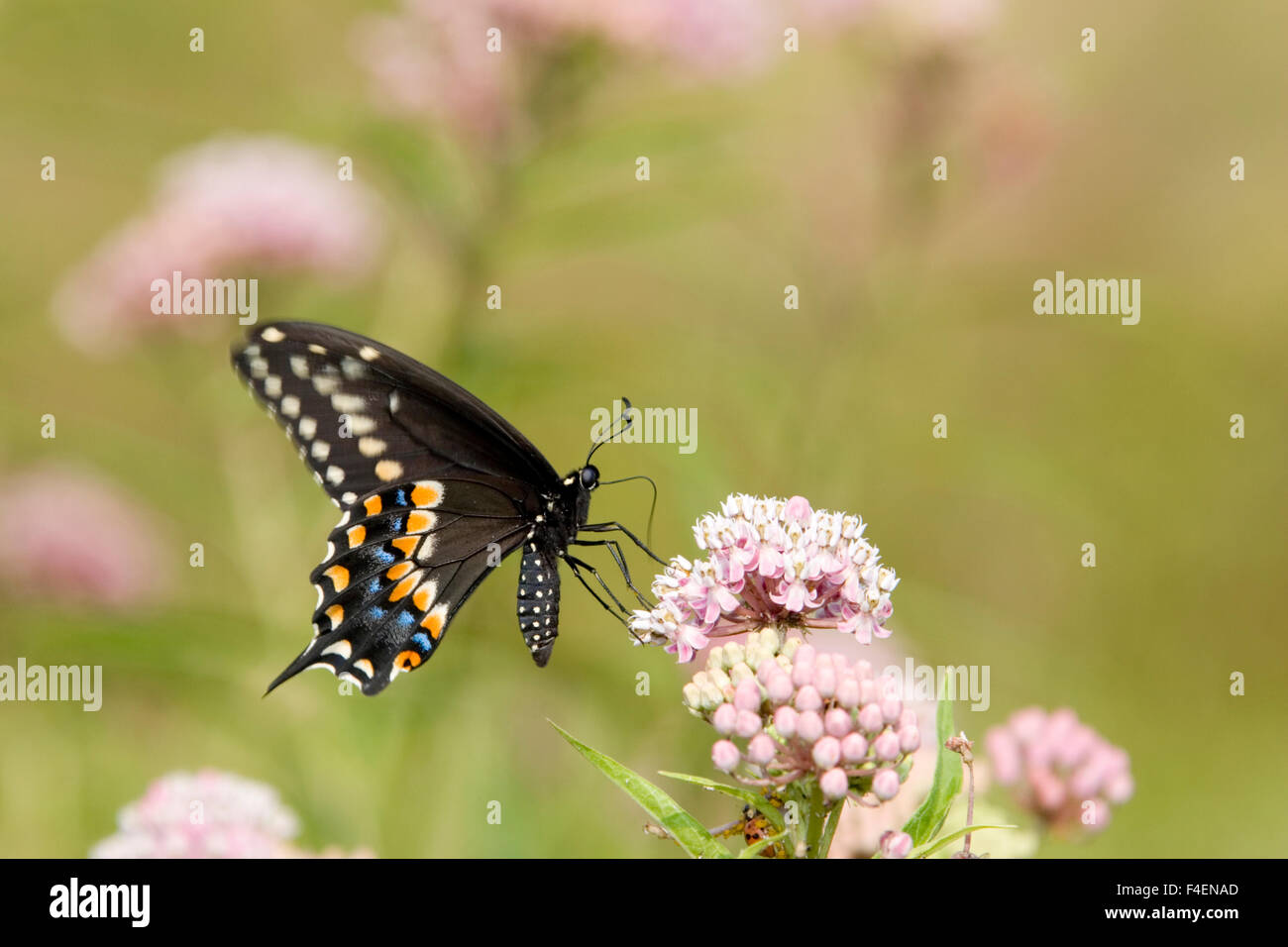Black Swallowtail (Papilio polyxenes) male on Swamp Milkweed (Asclepias ...
