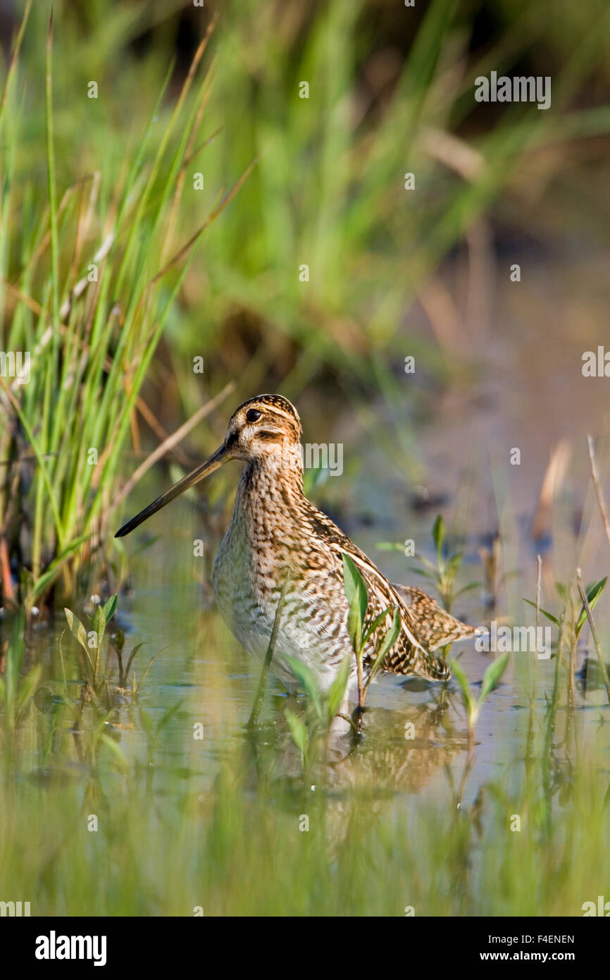 Wilson's Snipe (Gallinago delicata) in wetland, Marion Co. IL Stock ...