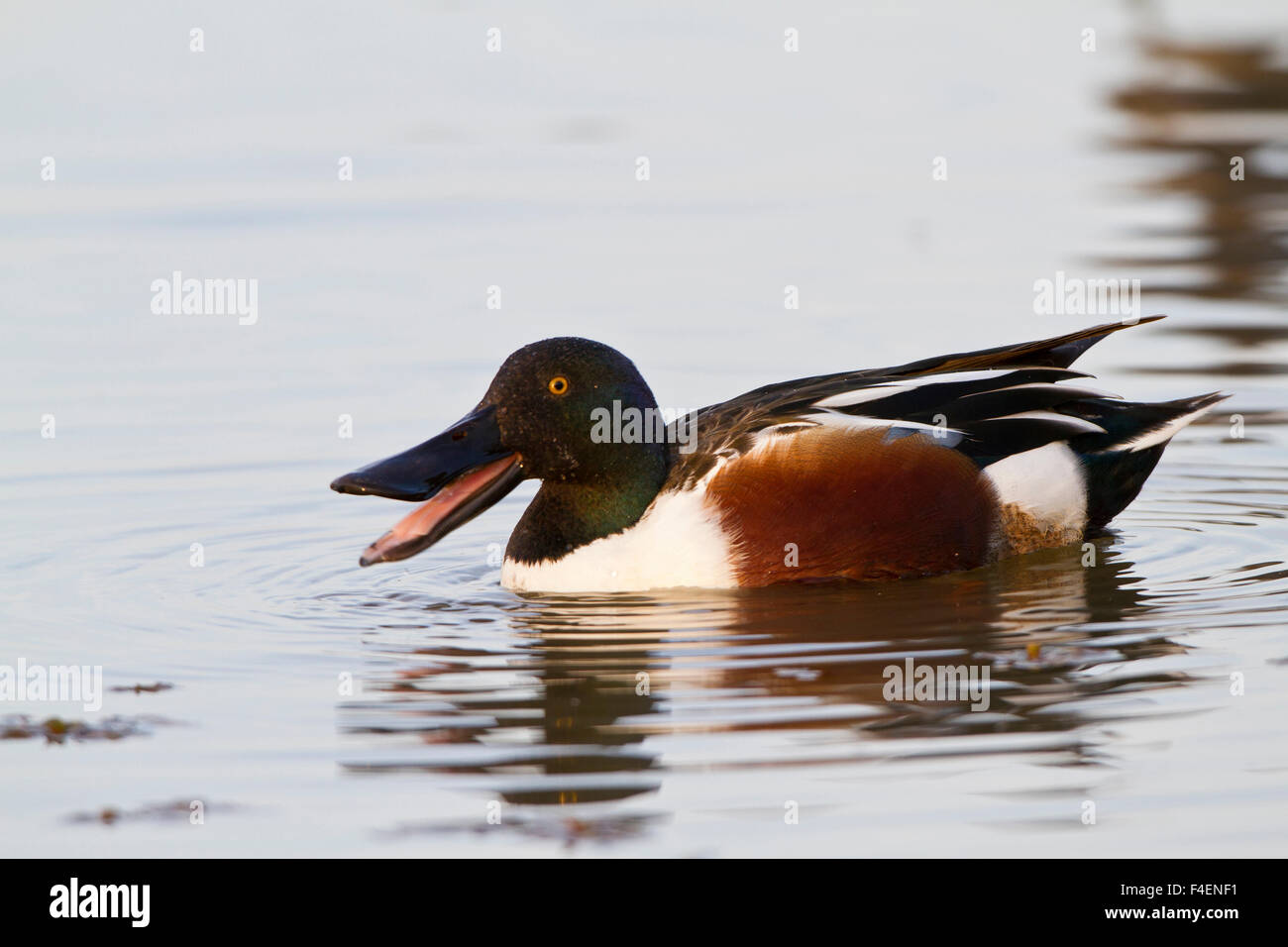 Lamellae bill hi-res stock photography and images - Alamy