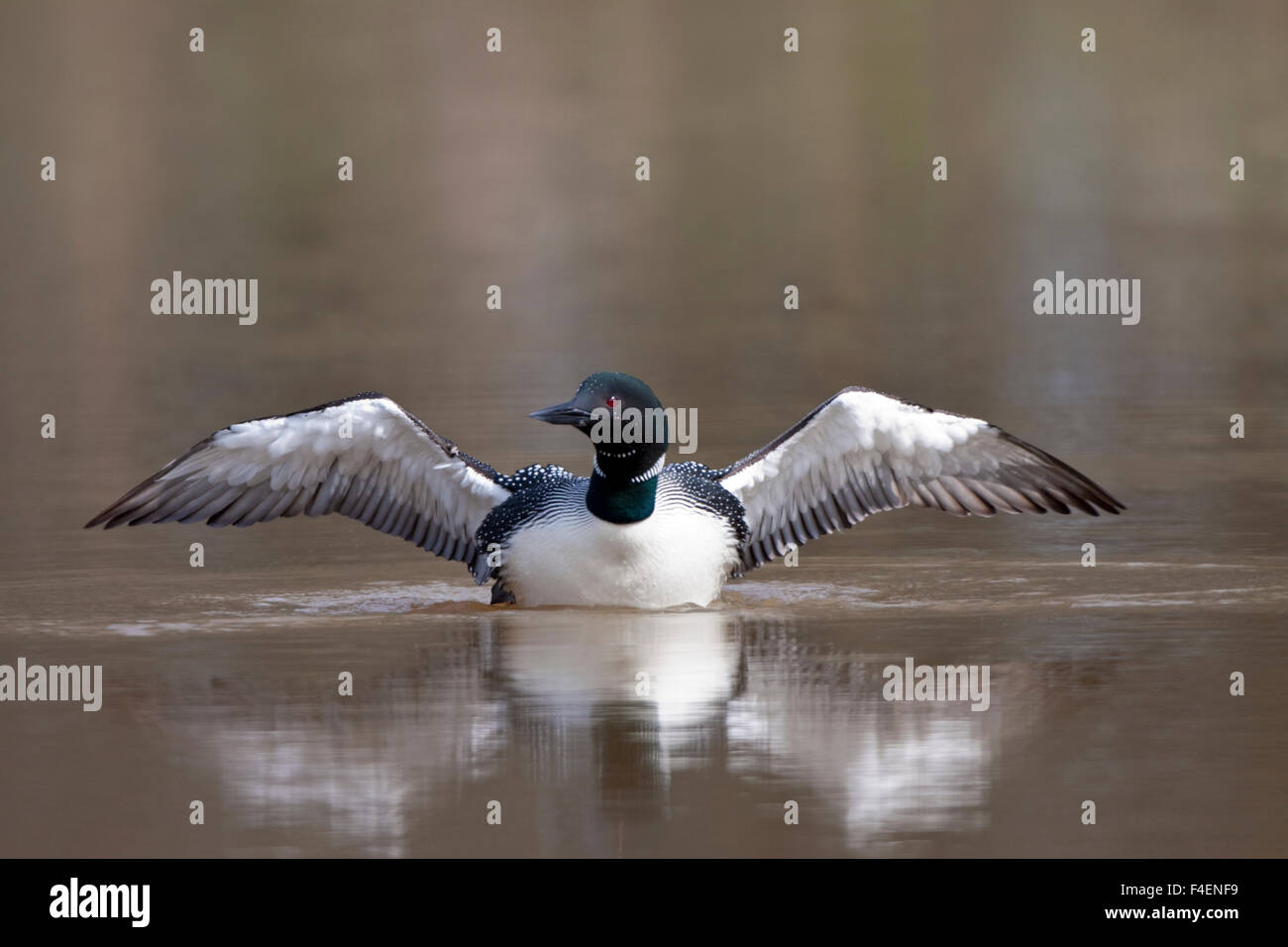 Common Loon (Gavia immer) flapping wings in wetland, Marion Co. IL ...