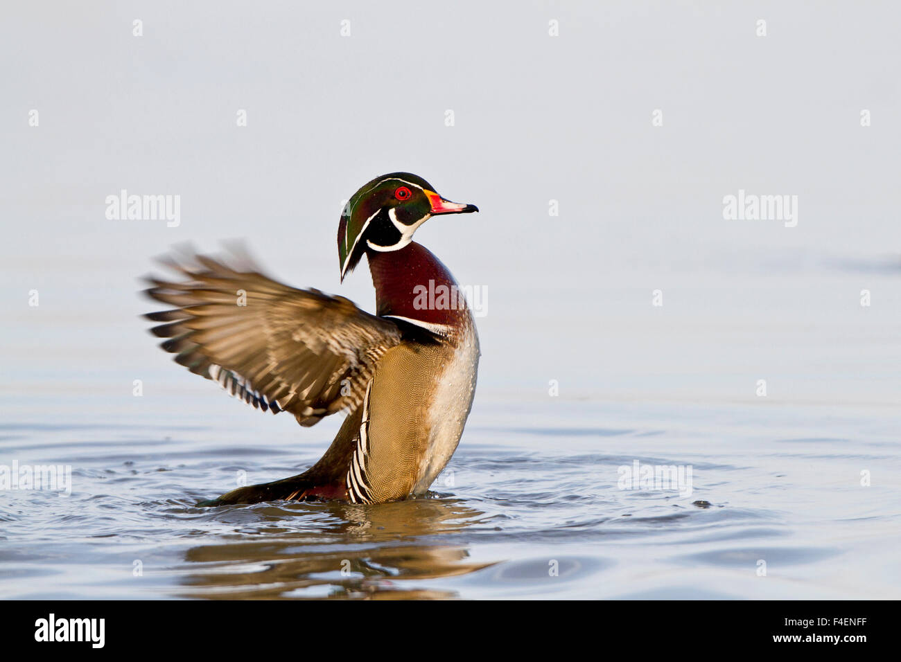 Wood Duck (Aix sponsa) male flapping wings in wetland, Marion Co. IL ...