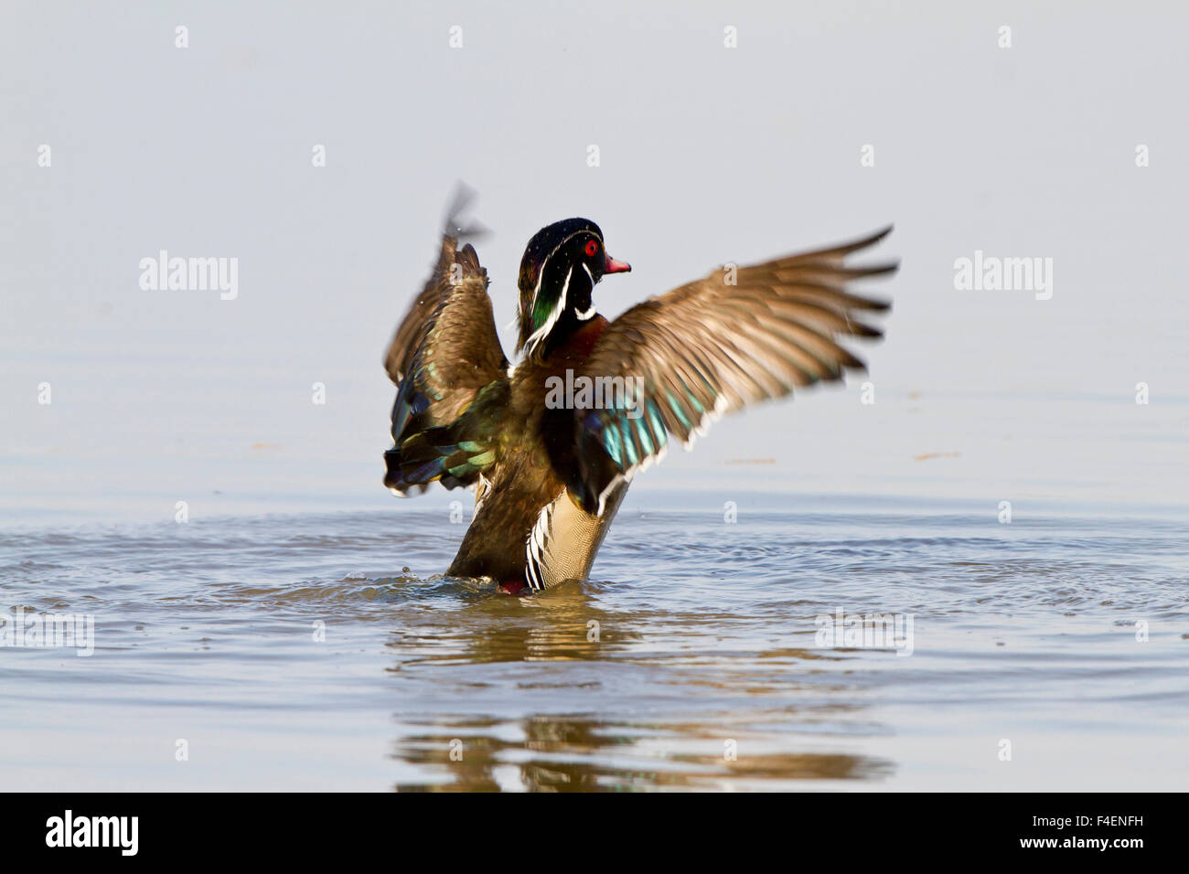 Wood Duck (Aix sponsa) male flapping wings in wetland, Marion Co. IL ...