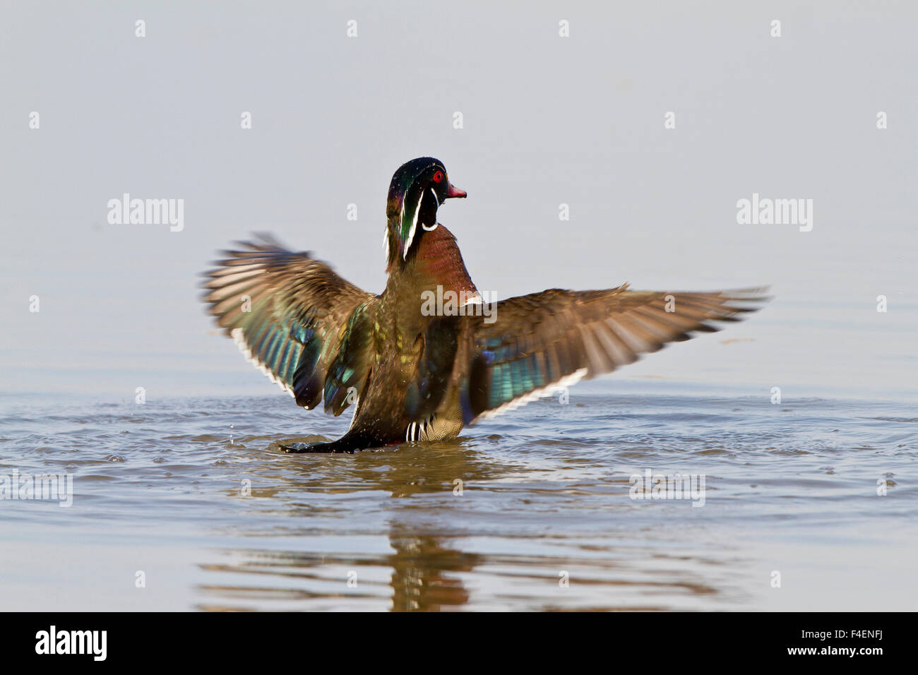 Wood Duck (Aix sponsa) male flapping wings in wetland, Marion Co. IL ...