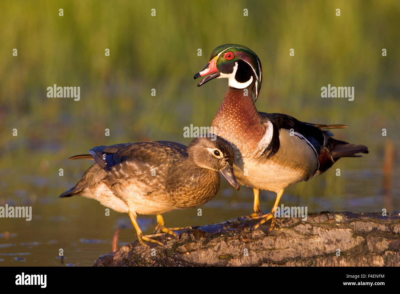 Wood Ducks (Aix sponsa) male and female on log in wetland, Marion Co ...