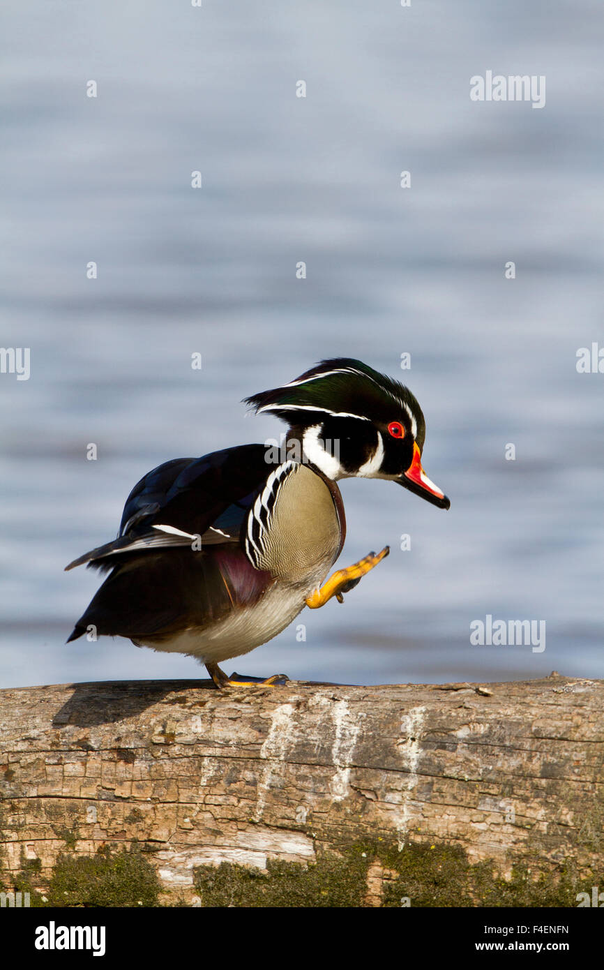 Wood Duck (Aix sponsa) male preening on log in wetland, Marion Co. IL ...