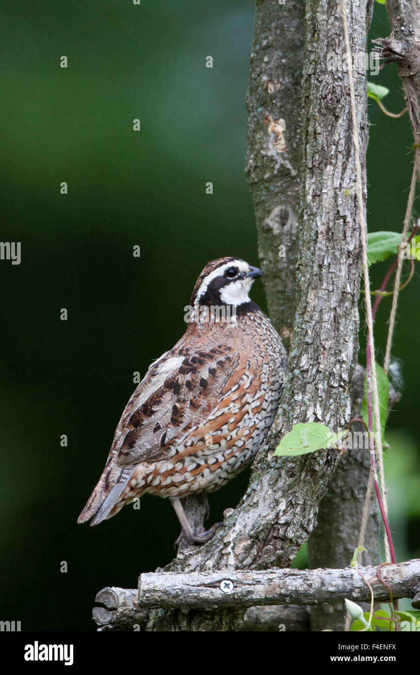 Northern Bobwhite quail (Colinus virginianus) male calling, Marion Co ...