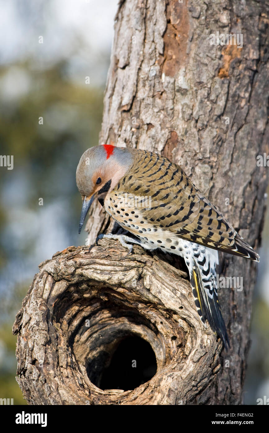 Northern Flicker (Colaptes auratus) male on dead tree in winter, Marion ...