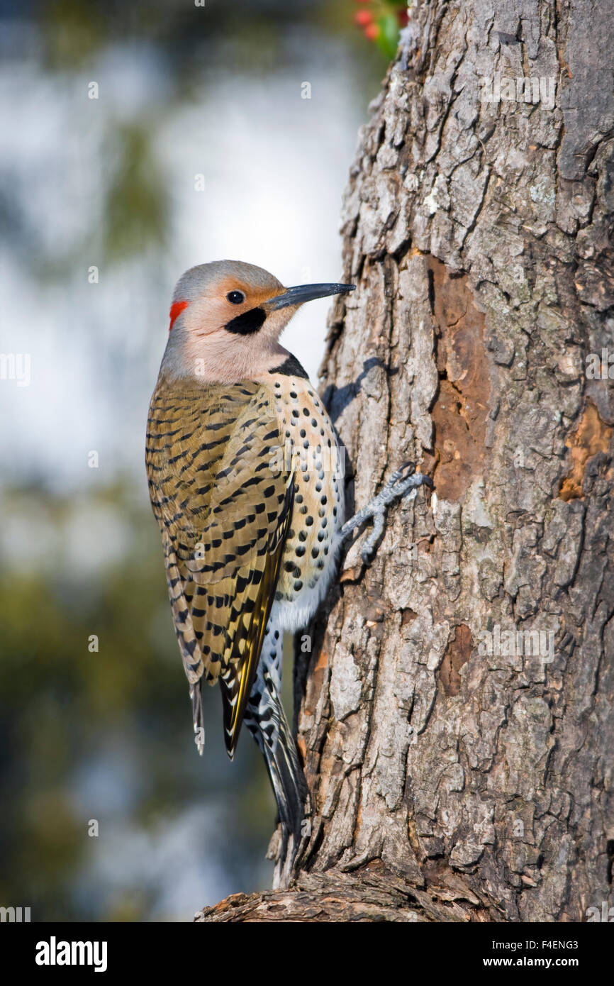 Northern Flicker (Colaptes auratus) male on dead tree in winter, Marion ...