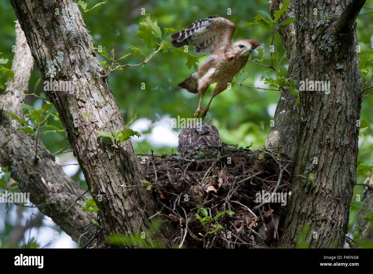 Nestlings nest raptor predator bird of prey hi-res stock photography ...