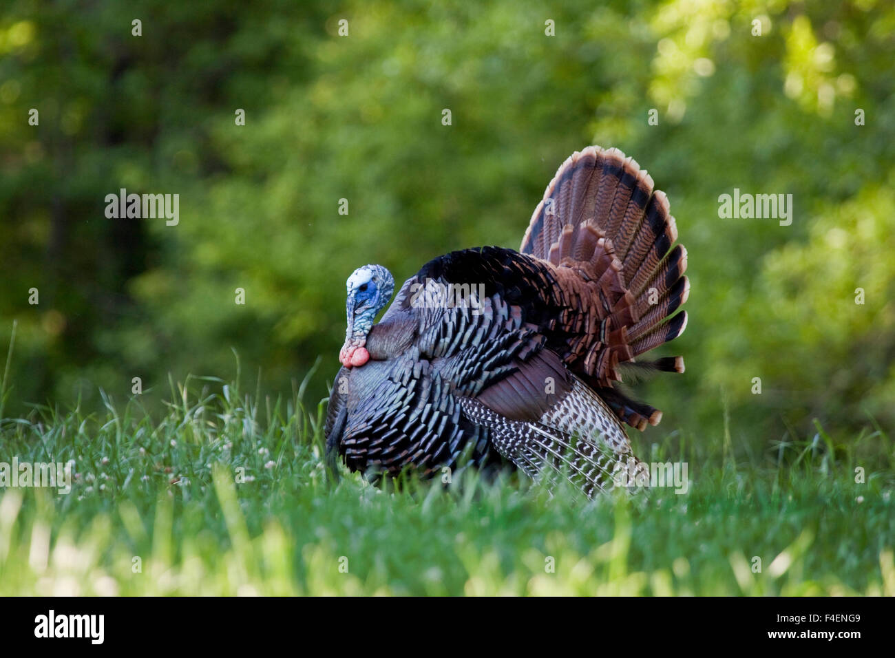 Eastern Wild Turkey (Meleagris gallopavo) gobbler strutting in field ...