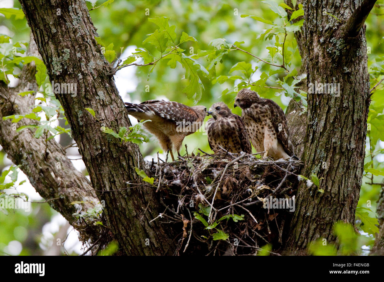 Nestlings nest raptor predator bird of prey hi-res stock photography ...
