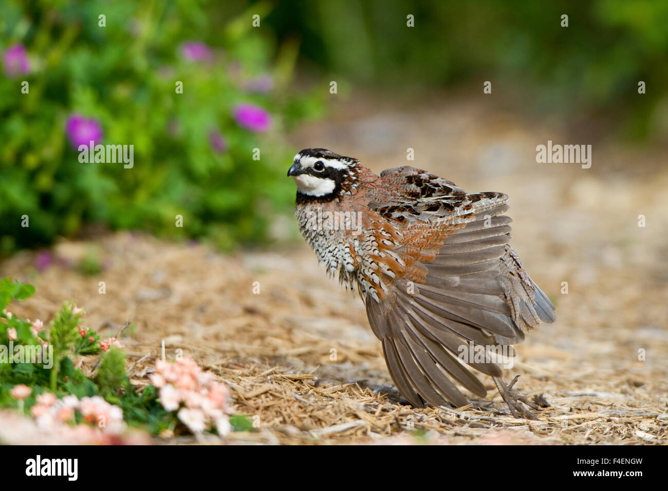 Northern Bobwhite (Colinus virginianus) male stretching wing in flower ...