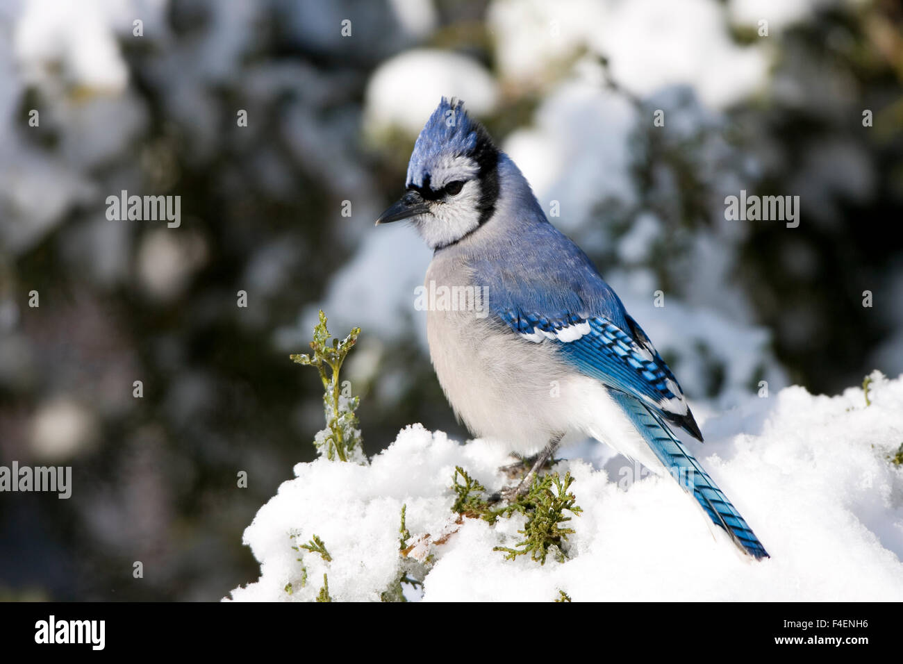 North american blue jay in tree hi-res stock photography and images - Alamy