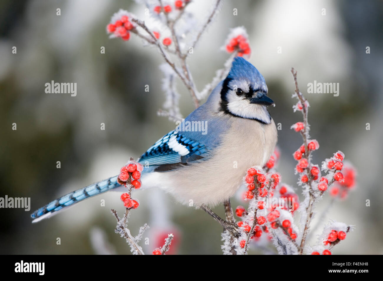 Common winterberry bush hi-res stock photography and images - Alamy