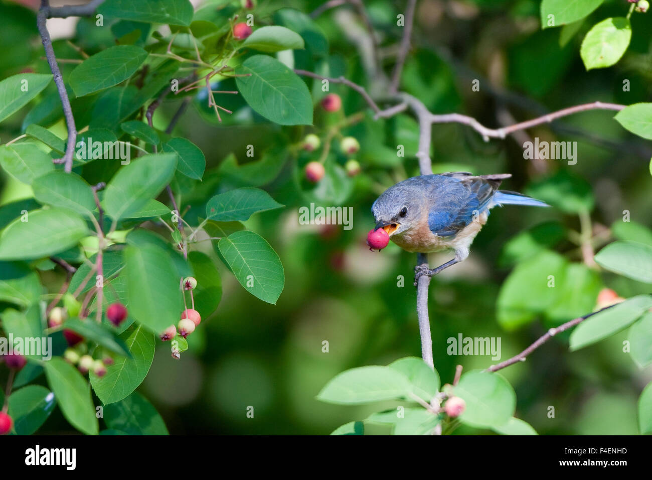 Eastern Bluebird (Sialia sialis) female eating Serviceberry ...