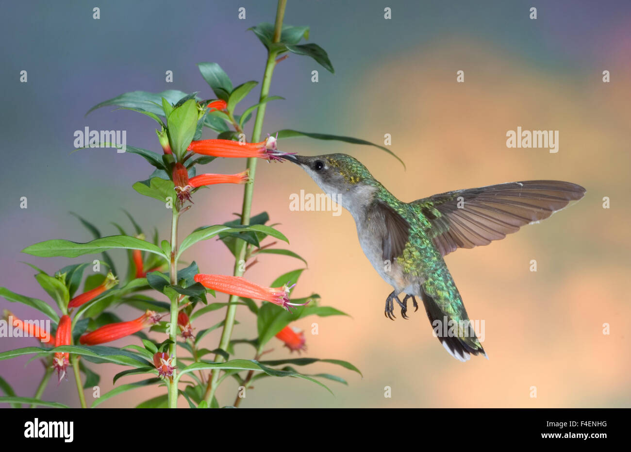 Ruby-throated Hummingbird (Archilochus colubris) female at Cigar Plant ...