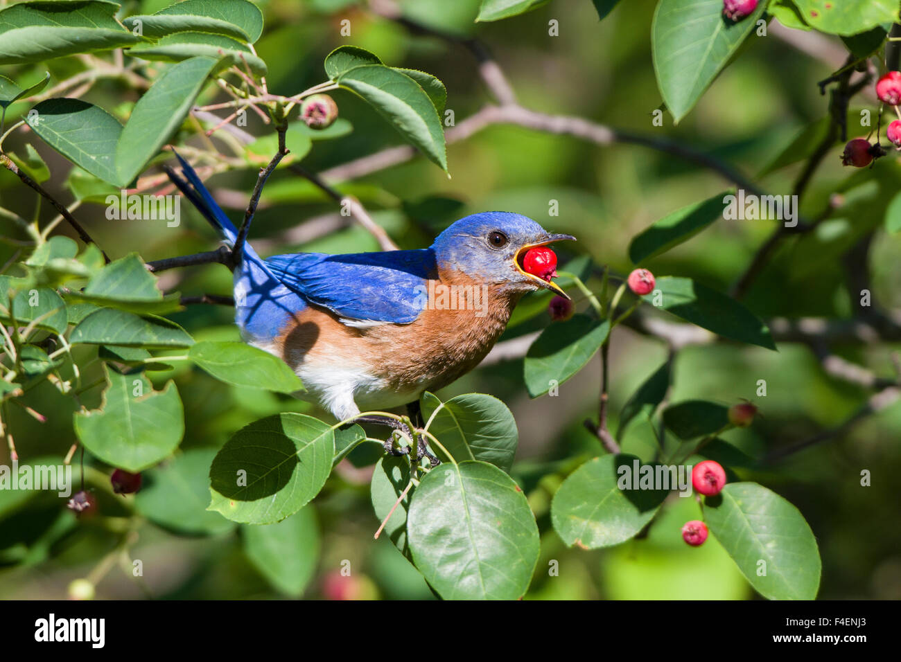 Eastern Bluebird (Sialia sialis) male eating berry in Serviceberry ...