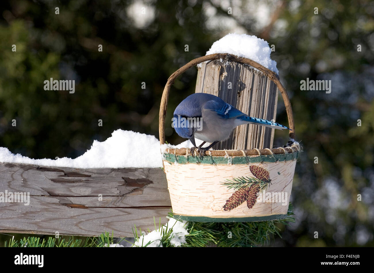 Blue Jay (Cyanocitta cristata) eating sunflower seeds from basket in ...