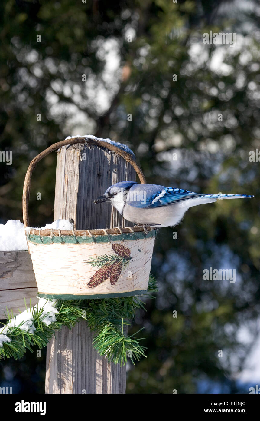 Blue Jay (Cyanocitta cristata) eating sunflower seeds from basket in ...
