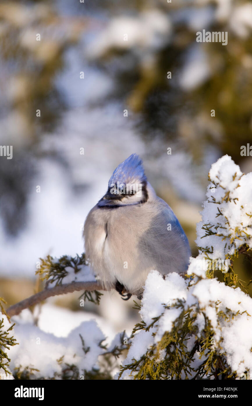 Blue jay in fir tree hi-res stock photography and images - Alamy
