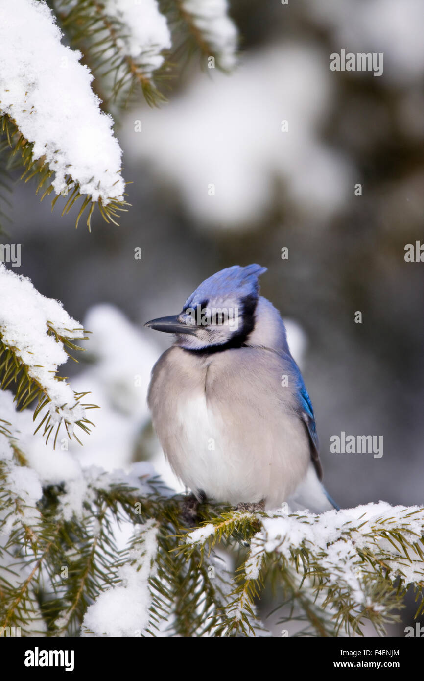 Blue jay in fir tree hi-res stock photography and images - Alamy
