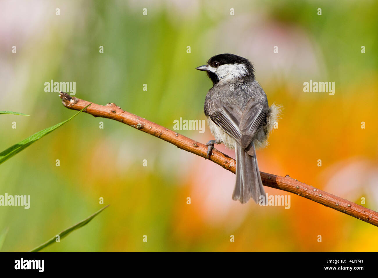 Bird chickadee flower hi-res stock photography and images - Alamy
