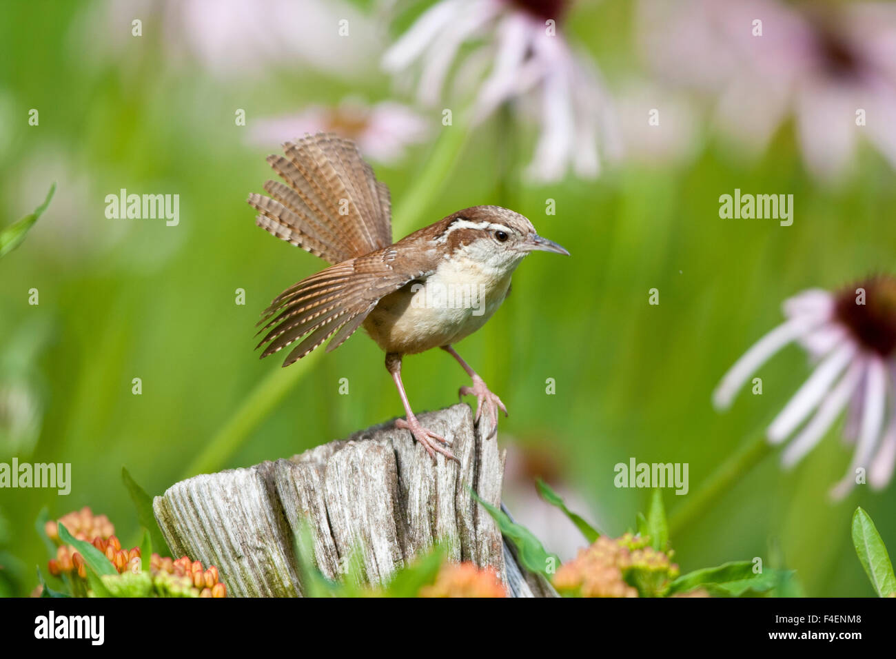 Carolina wren flower hi-res stock photography and images - Alamy