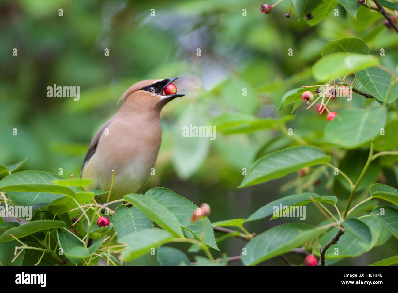 Marion berry hi-res stock photography and images - Alamy