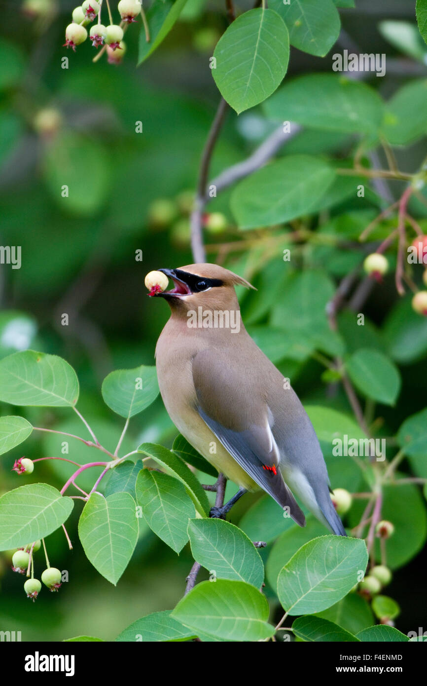 Cedar Waxwing (Bombycilla cedrorum) eating berry in Serviceberry Bush ...