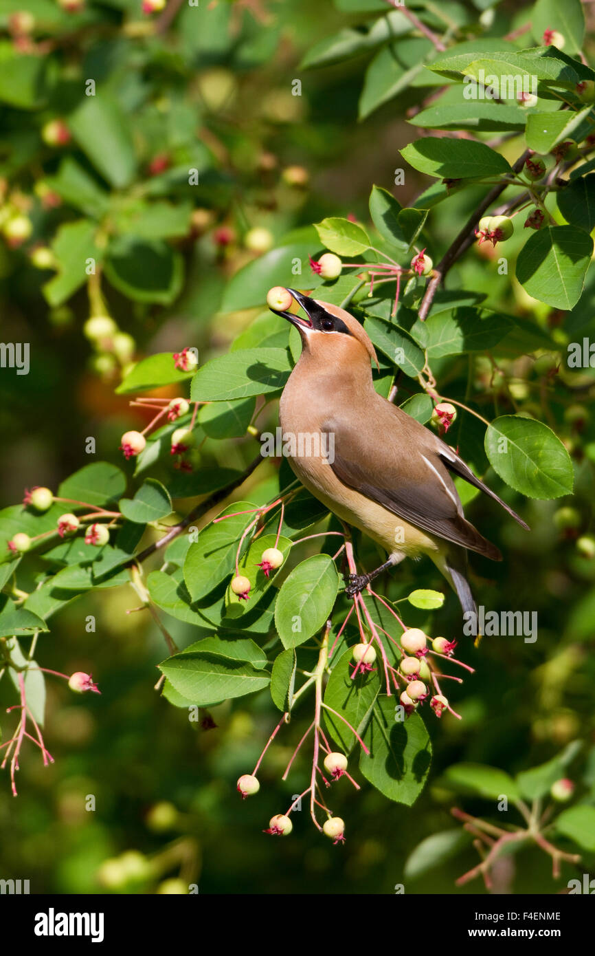 Cedar Waxwing (Bombycilla cedrorum) eating berry in Serviceberry Bush ...