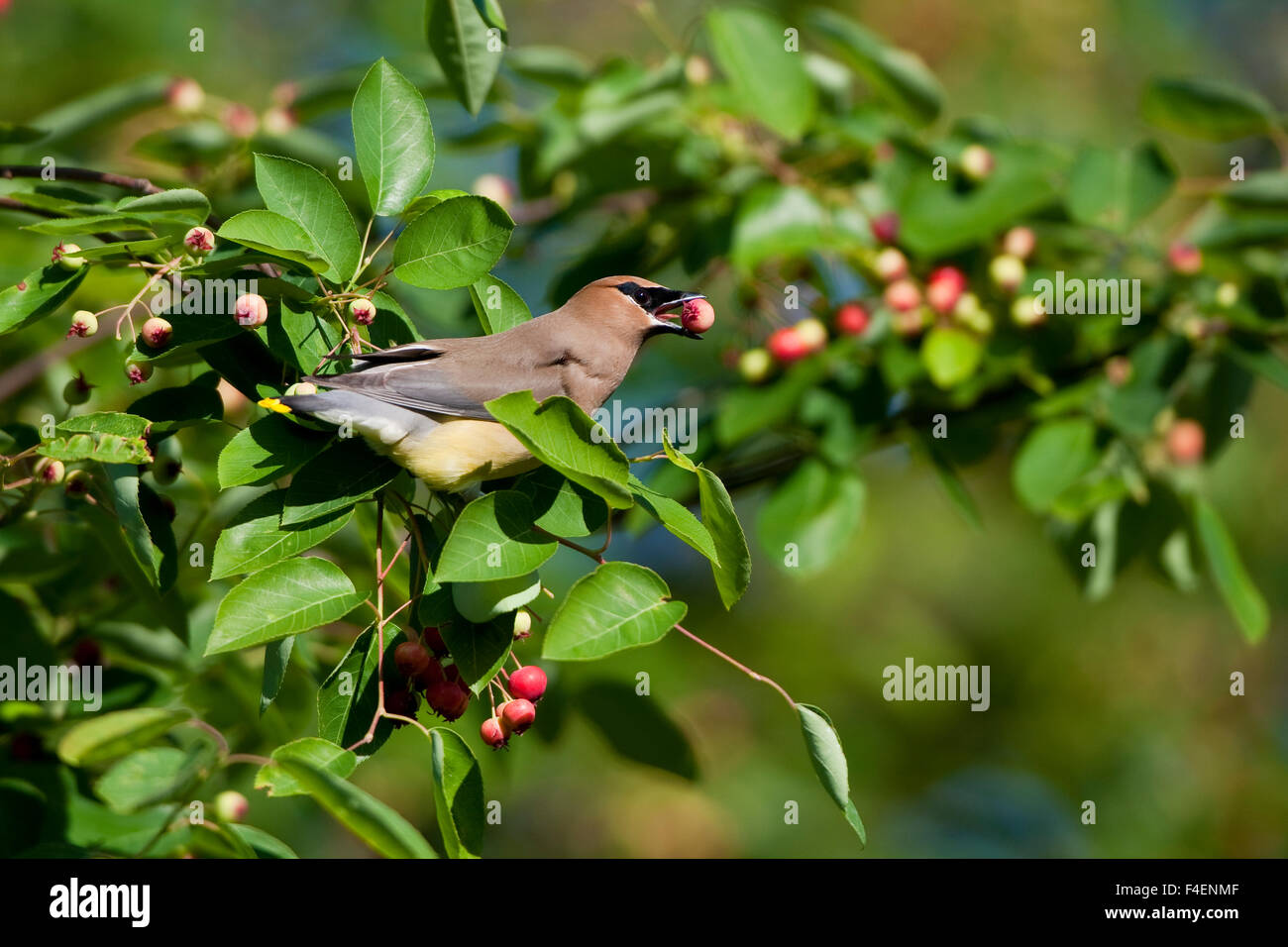 Cedar Waxwing (Bombycilla cedrorum) eating berry in Serviceberry Bush ...