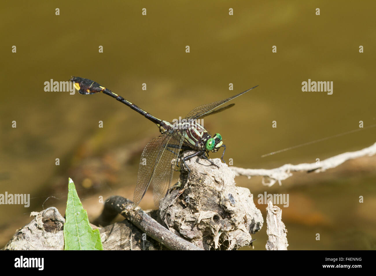 Cobra Clubtail (Gomphus vastus) Kaskaskia River Fayette, Illinois, USA ...