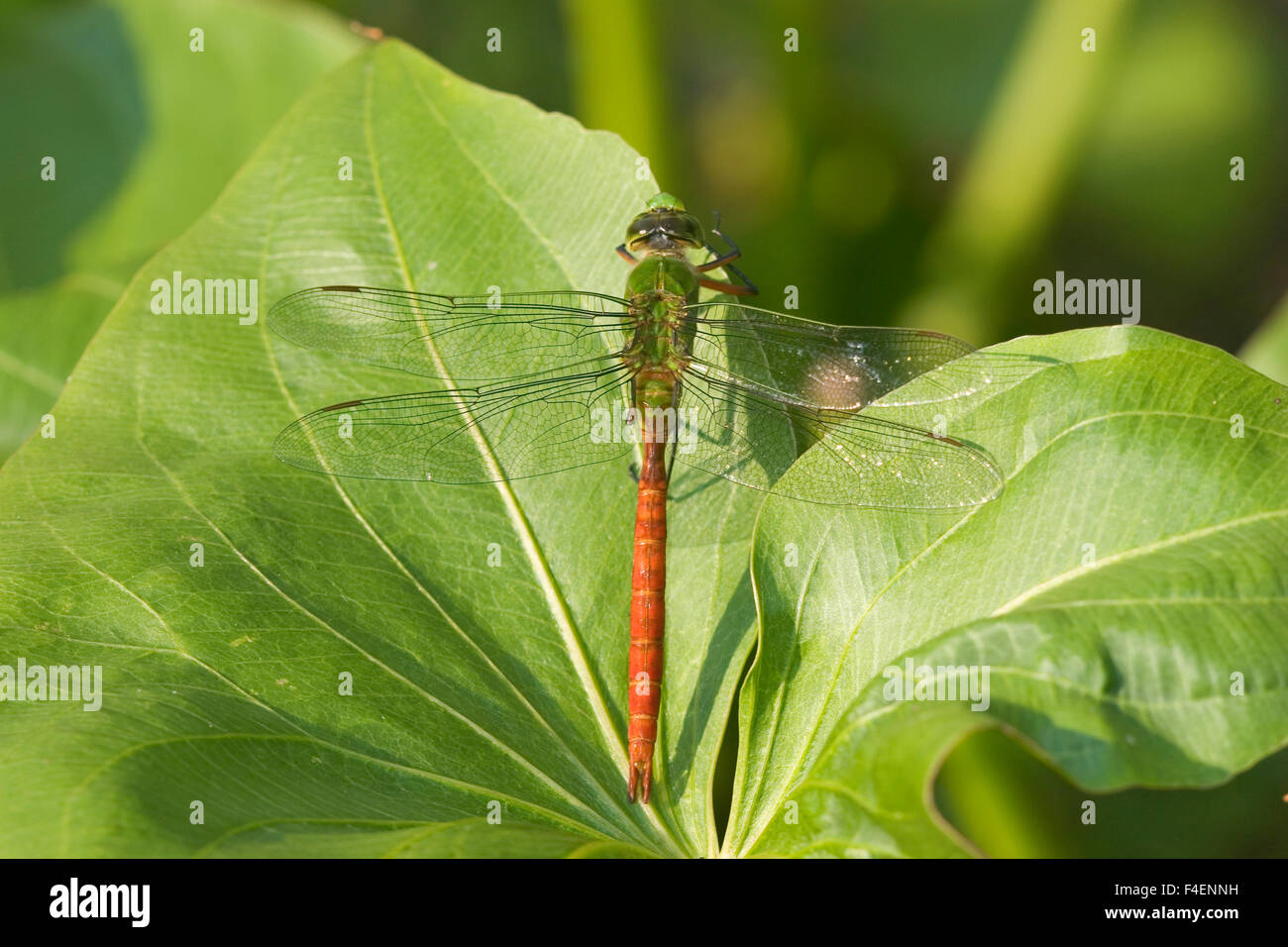 Comet Darner (Anax longipes) male in wetland, Ballard Nature Center ...