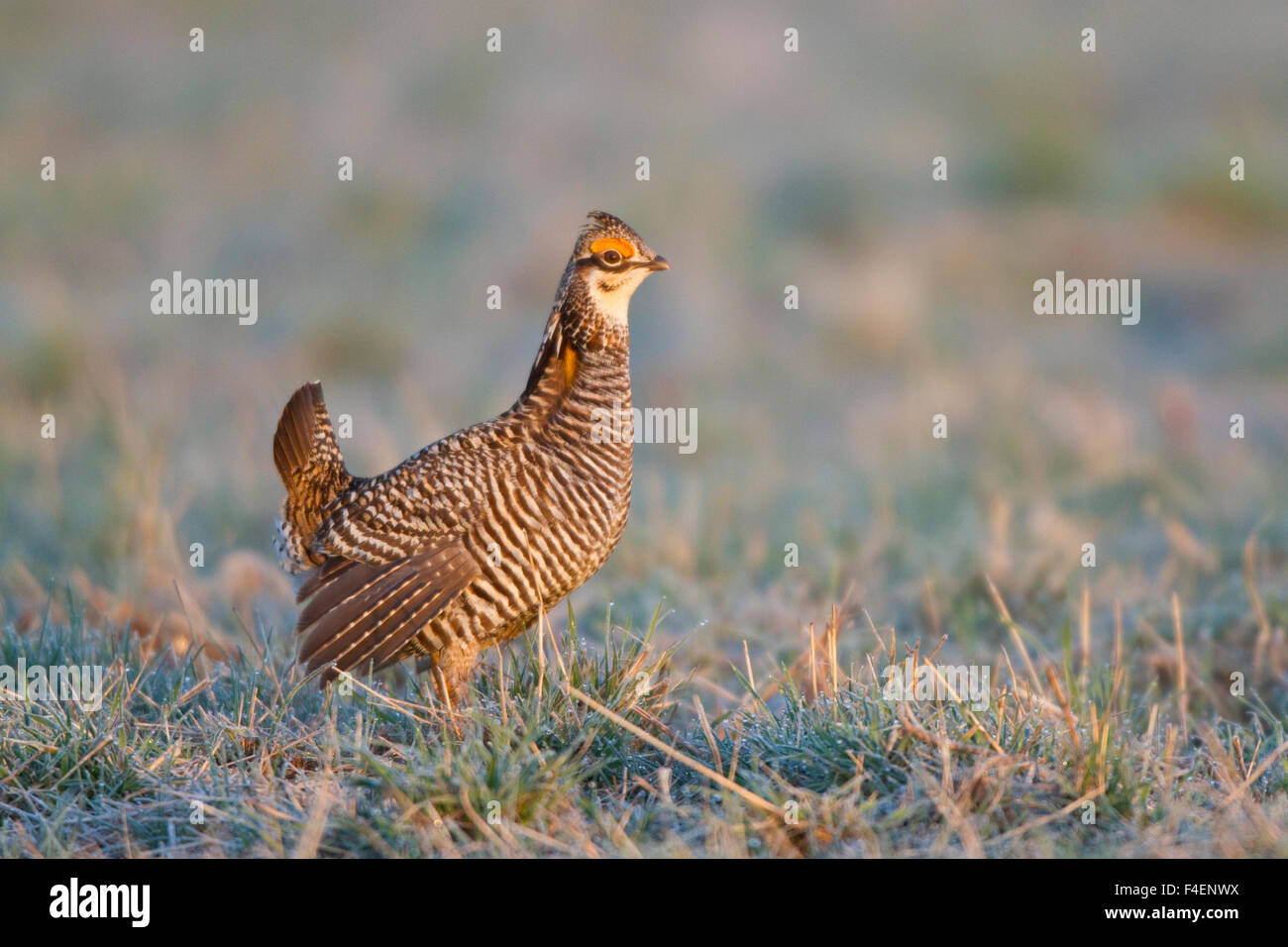 Greater Prairie-Chicken (Tympanuchus cupido) male booming/displaying on ...