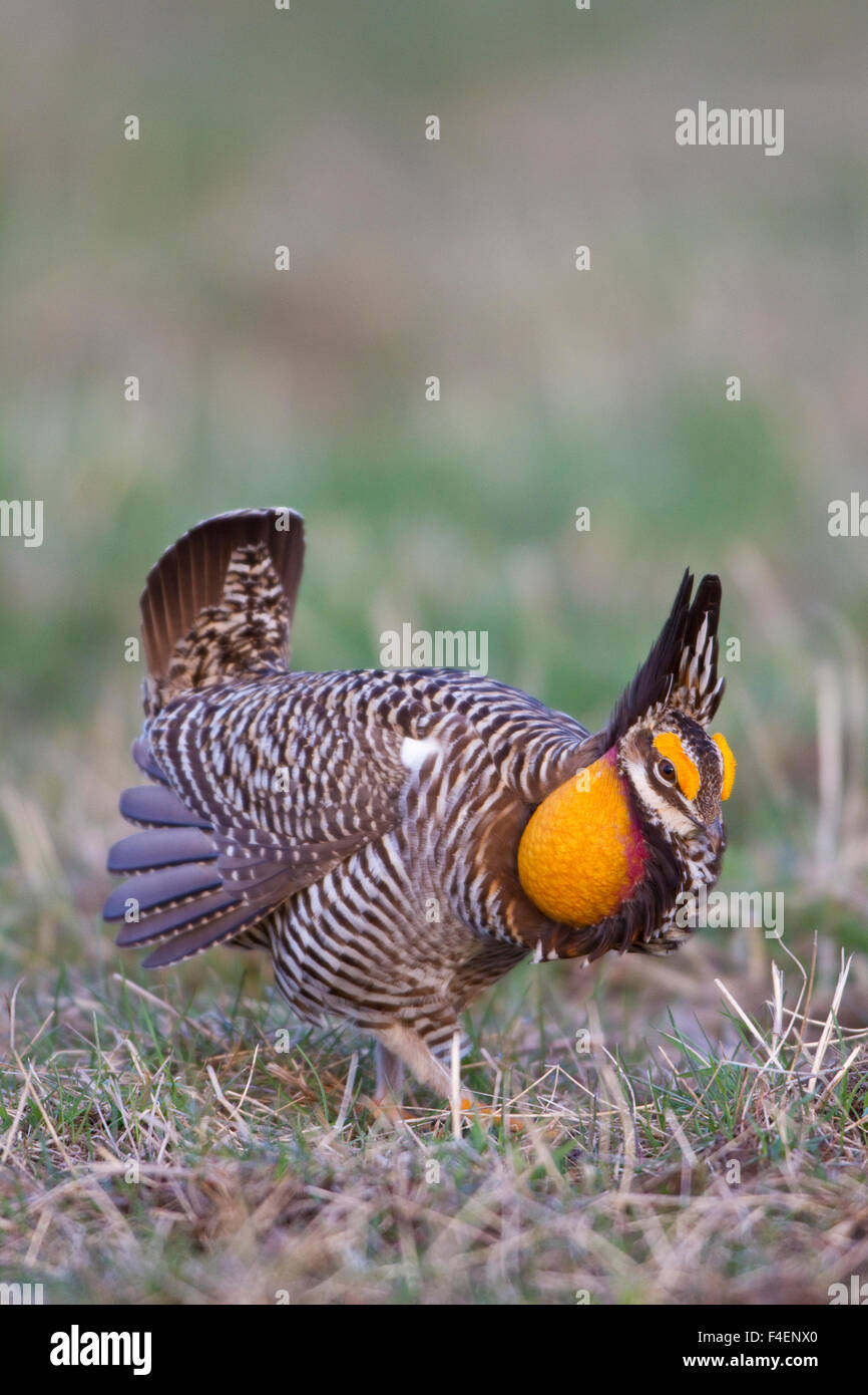 Greater Prairie-Chicken (Tympanuchus cupido) male booming/displaying on ...