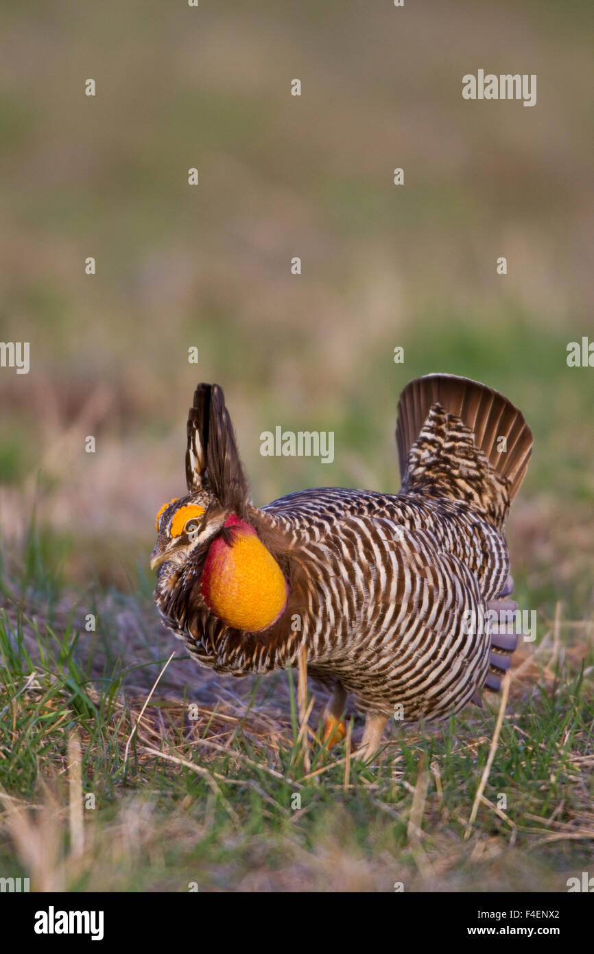 Greater Prairie-Chicken (Tympanuchus cupido) male booming/displaying on ...