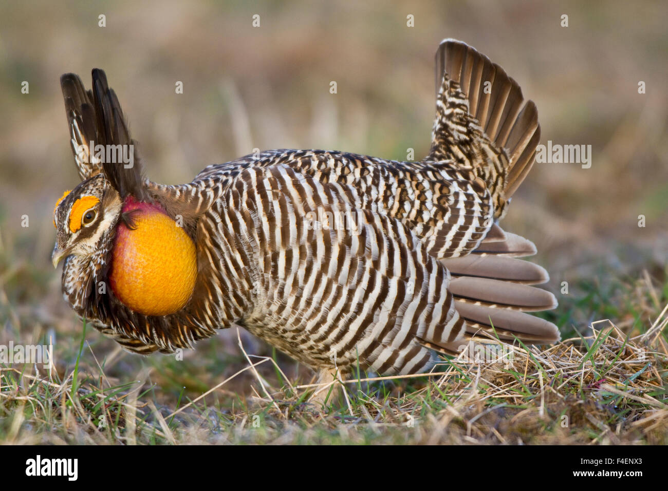 Greater Prairie-Chicken (Tympanuchus cupido) male booming/displaying on ...