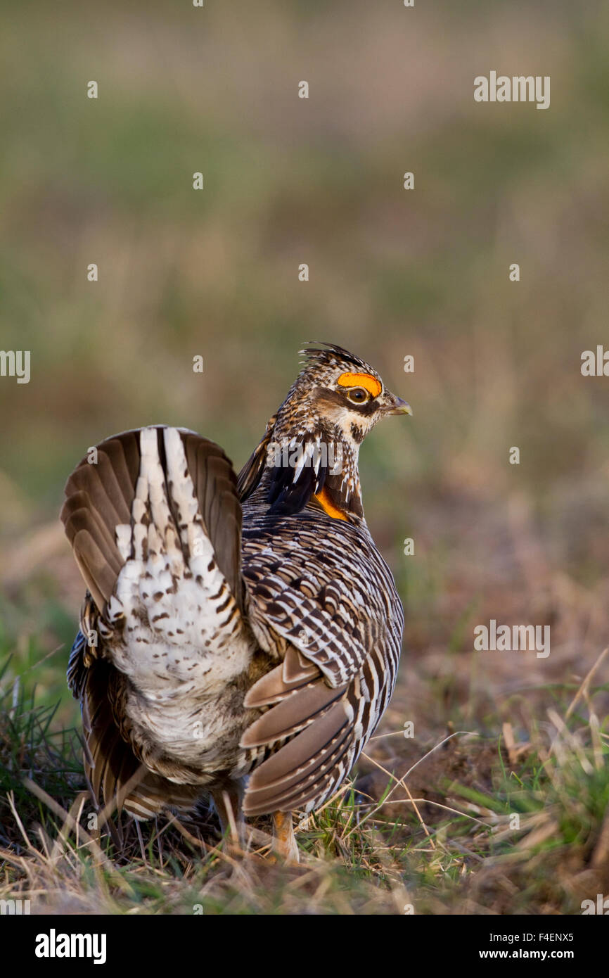 Greater Prairie-Chicken (Tympanuchus cupido) male booming/displaying on ...