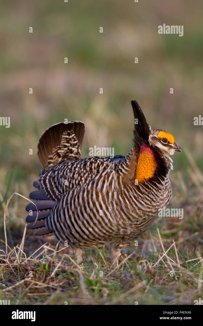 Greater Prairie-Chicken (Tympanuchus cupido) male booming/displaying on ...