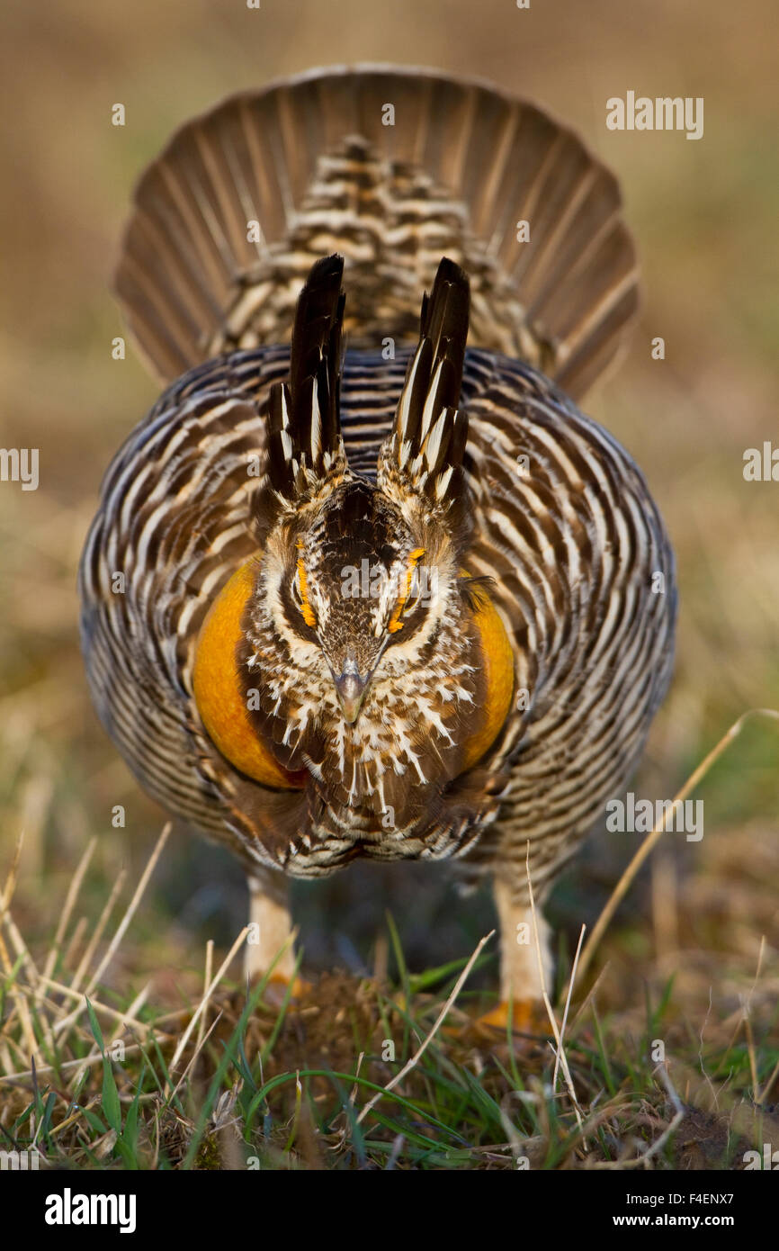 Greater Prairie-Chicken (Tympanuchus cupido) male booming/displaying on ...