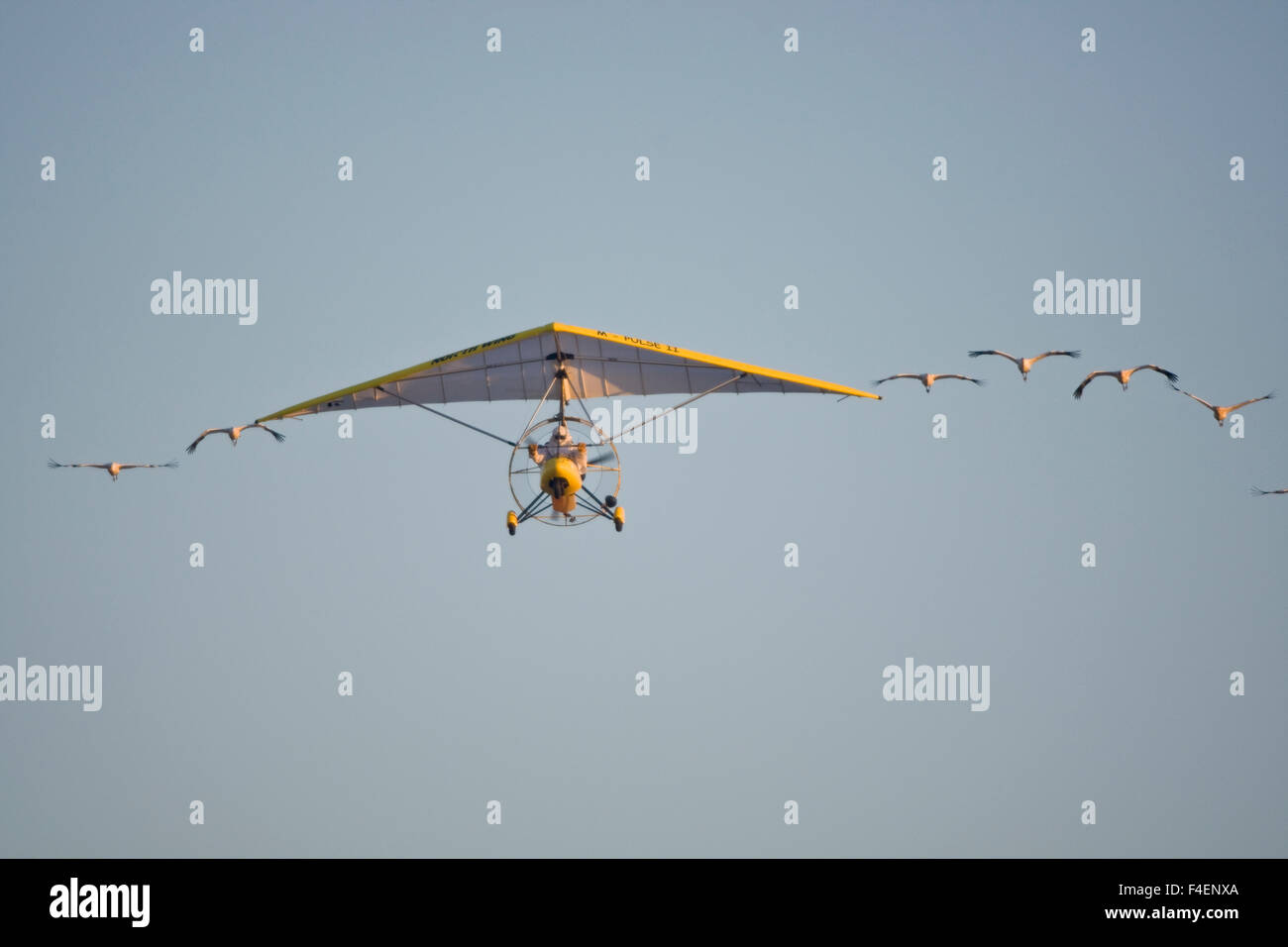 Operation Migration ultralight plane with scientist showing Whooping ...