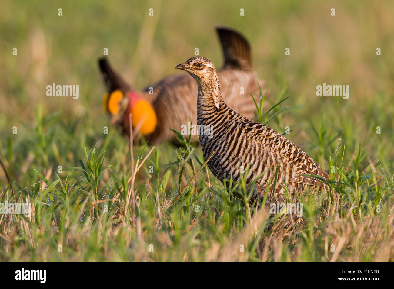 Greater Prairie Chicken Male And Female