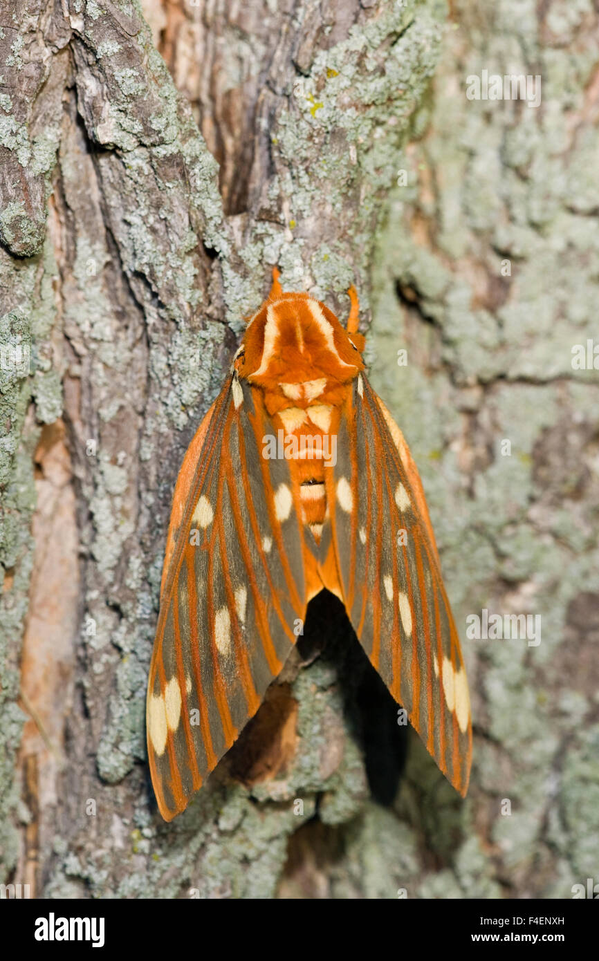 Regal moth hi-res stock photography and images - Alamy