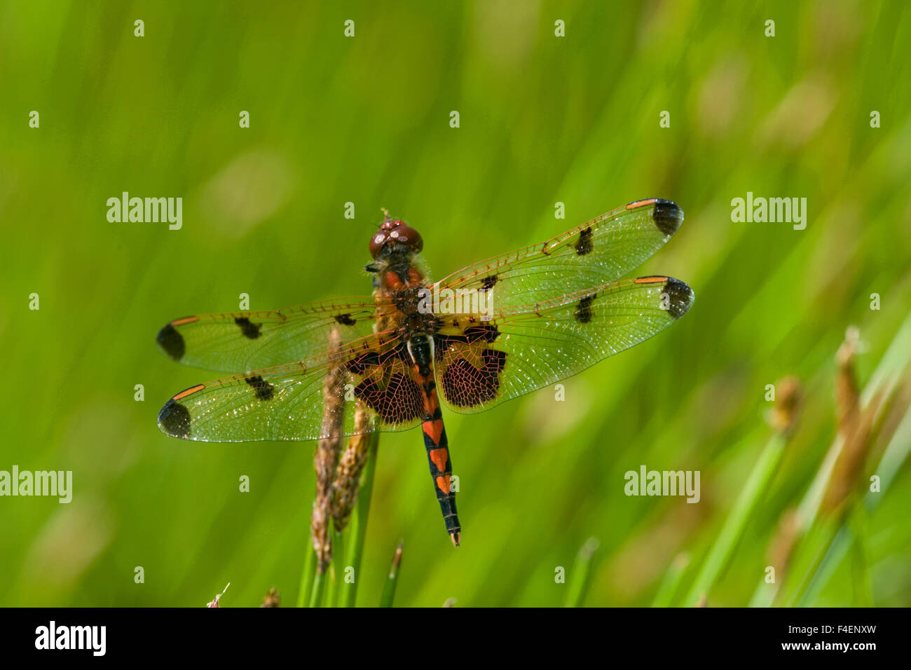 Calico Pennant (Celithemis elisa) male, Jasper Co. IL Stock Photo - Alamy